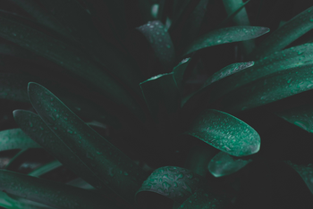 Ayurveda Pitta Diet: Best Foods & Tips to Balance Pitta Dosha – haveda